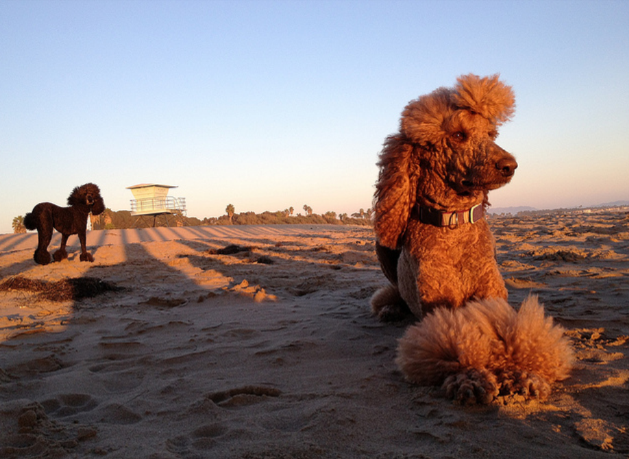 请问看图说话的测试效果如何？ · Issue #1 · biuping/ChatBot · GitHub