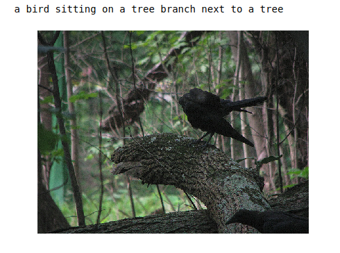 GitHub - rezwanh001/Image-Captioning-Project: Description for Real World Images