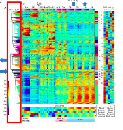 Need help understanding column in clustergram · Issue #3 · brianpenghe/Matlab-genomics · GitHub