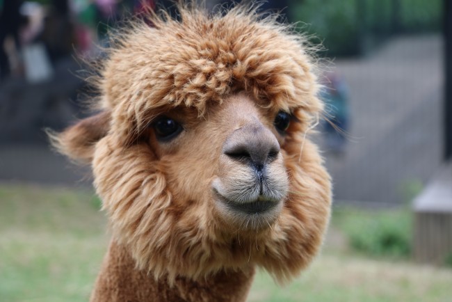 Add alpha channel to output image · Issue #72 · xuebinqin/U-2-Net · GitHub