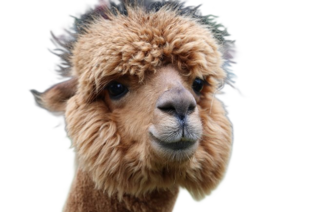 Add alpha channel to output image · Issue #72 · xuebinqin/U-2-Net · GitHub