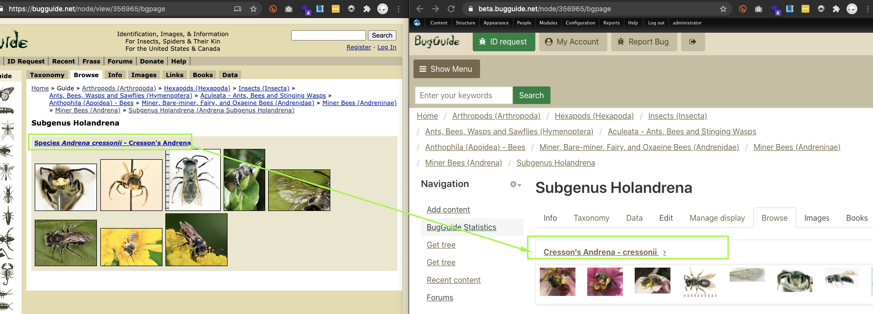 Style Browse tab on Guide pages · Issue #40 · bugguide/bugguide · GitHub