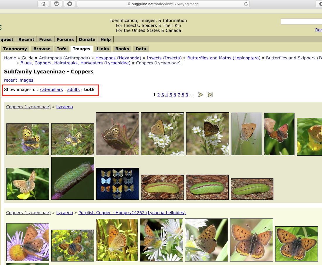 BugGuide global filter · Issue #24 · bugguide/bugguide · GitHub