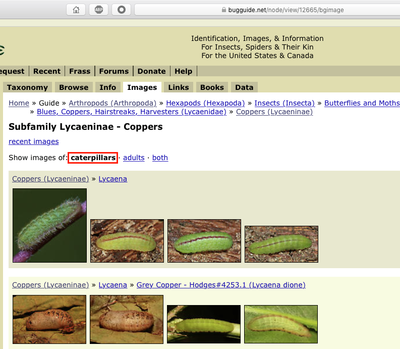 BugGuide global filter · Issue #24 · bugguide/bugguide · GitHub