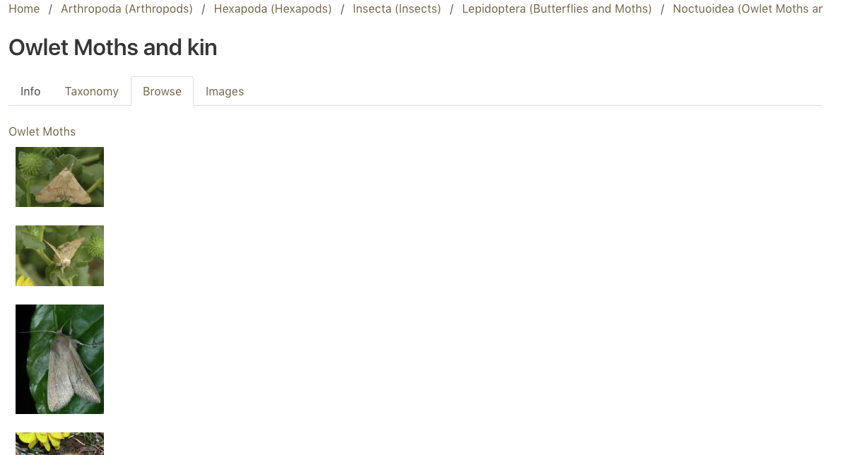 Style Browse tab on Guide pages · Issue #40 · bugguide/bugguide · GitHub
