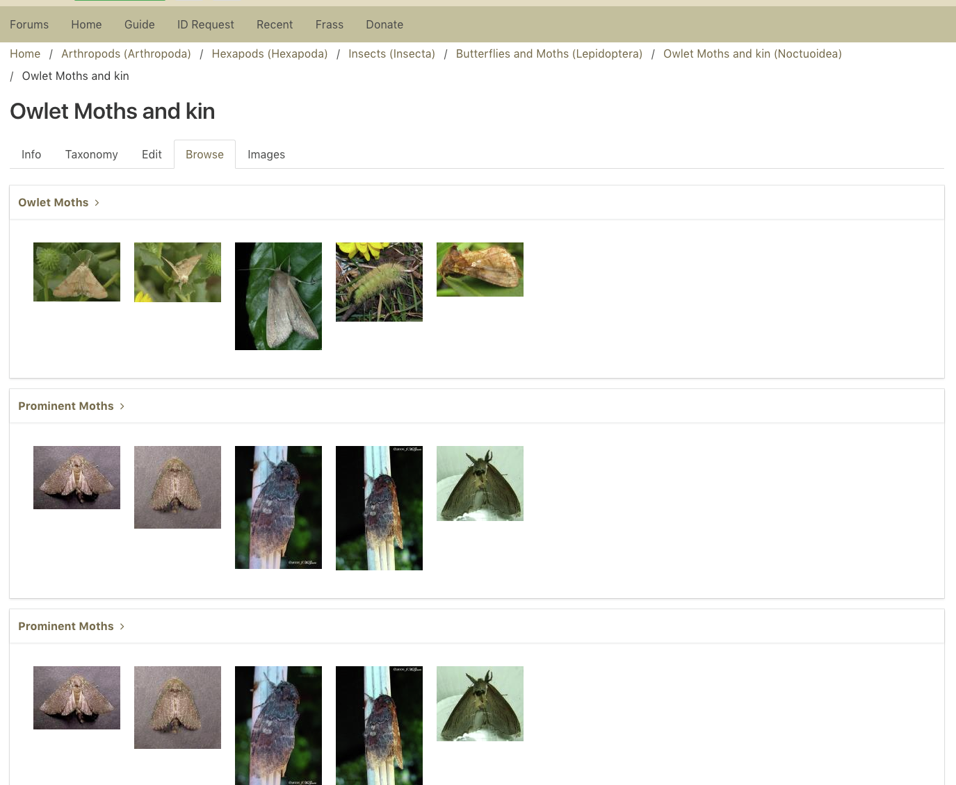 Style Browse tab on Guide pages · Issue #40 · bugguide/bugguide · GitHub