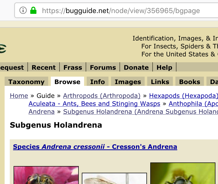 Style Browse tab on Guide pages · Issue #40 · bugguide/bugguide · GitHub