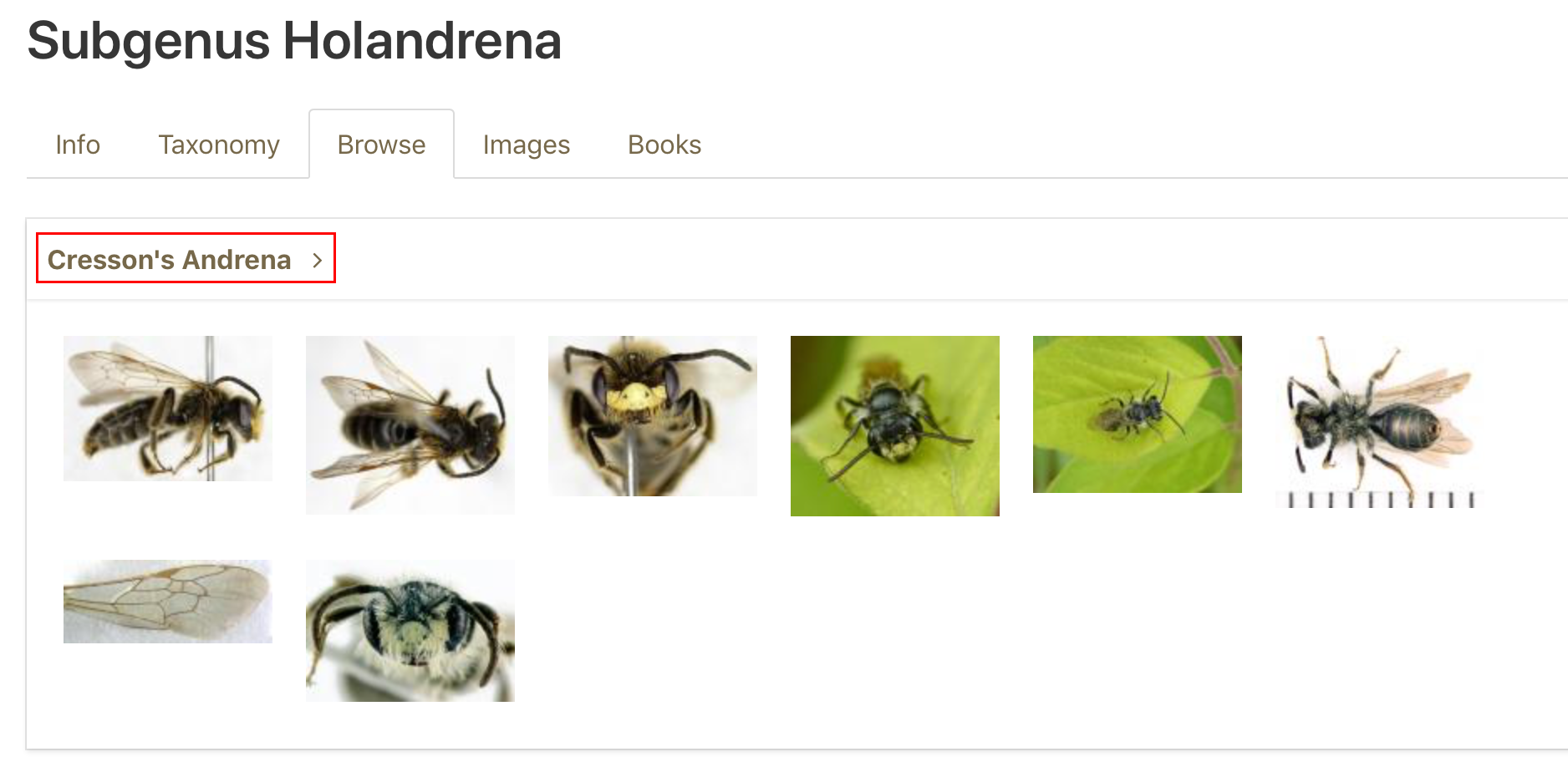 Style Browse tab on Guide pages · Issue #40 · bugguide/bugguide · GitHub