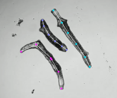 GitHub - BAWhyte/Worm-Posture-Tracking: Preliminary behavior analysis of social trematodes using ...