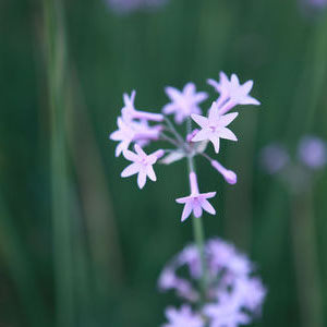 Android memory leaks until it is killed by the system · Issue #31303 · flutter/flutter · GitHub