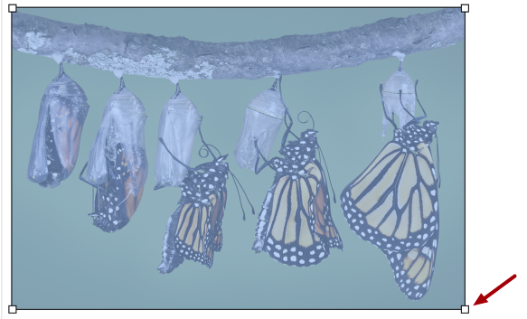 [Feature Request] Allow resizing images · Issue #77 · kolkov/angular-editor · GitHub