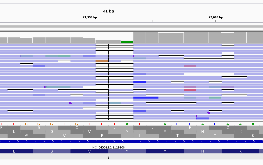 Wrong amino acid position annotation for deletion · Issue #306 · pcingola/SnpEff · GitHub