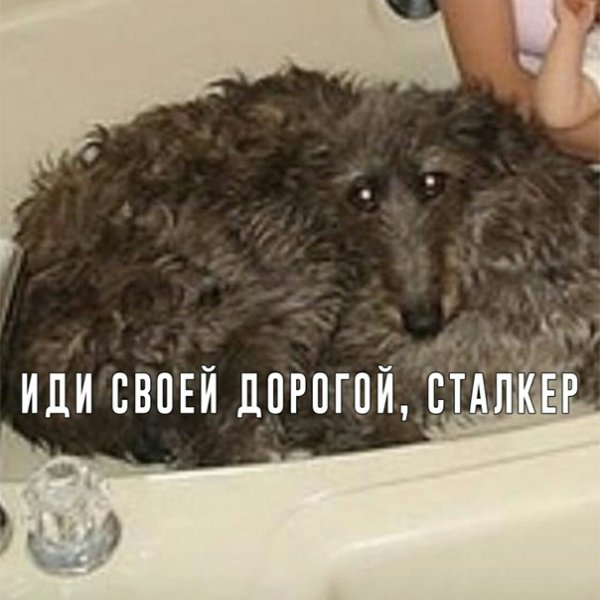 maybe-host · GitHub