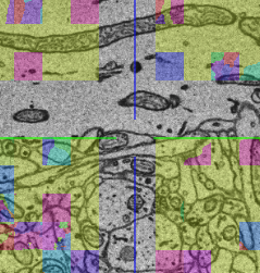 Issues Downsampling segmentations · Issue #61 · scalableminds/webknossos-libs · GitHub