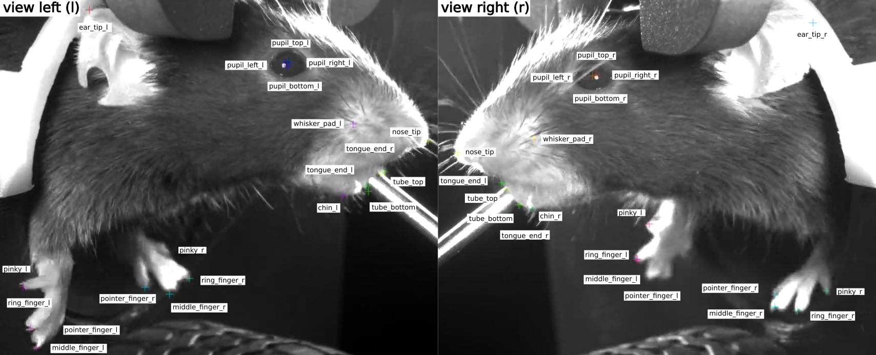 GitHub - int-brain-lab/iblvideo: DLC applied to IBL