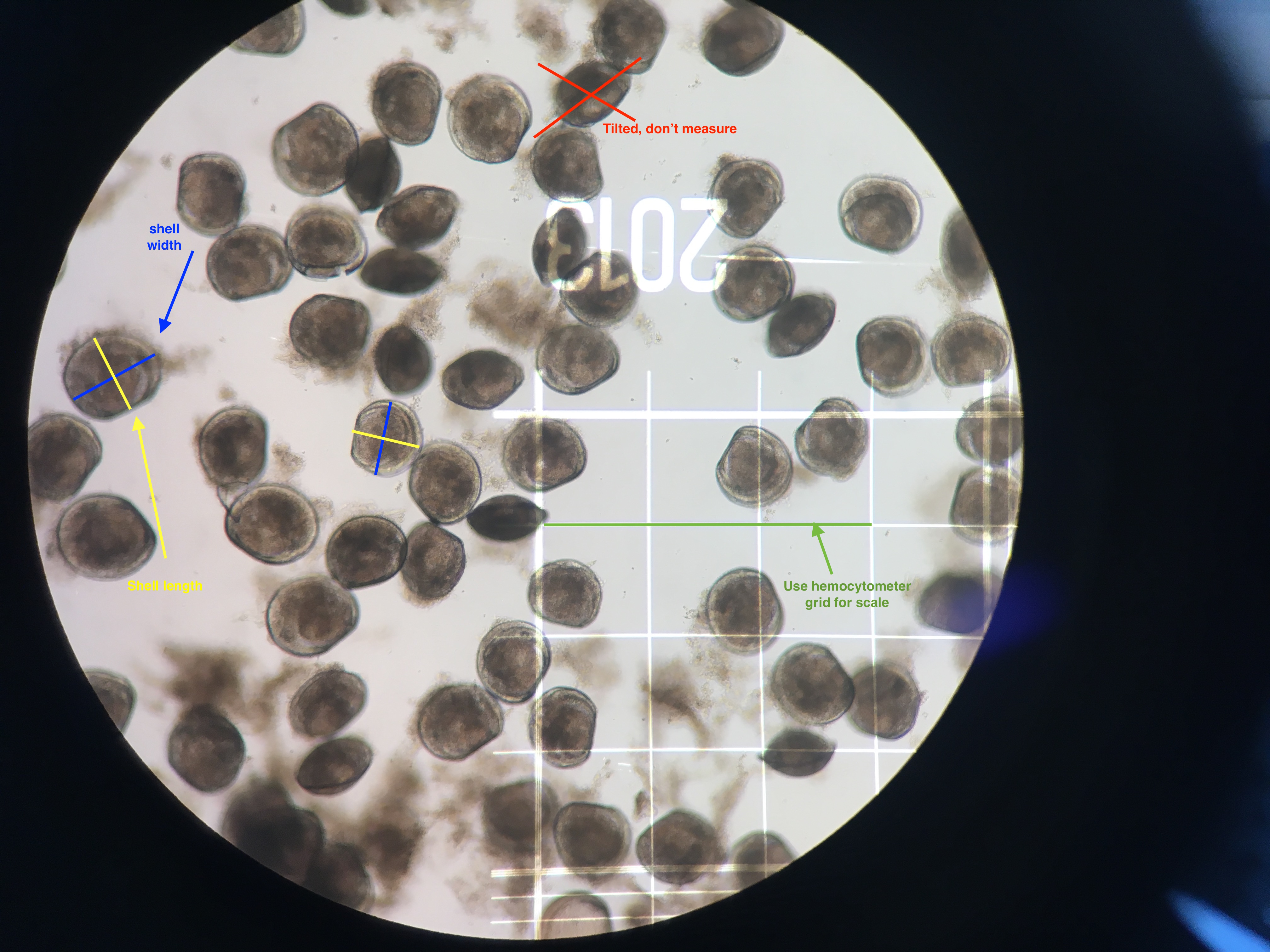 Measure larvae from images using ImageJ · Issue #317 · RobertsLab ...