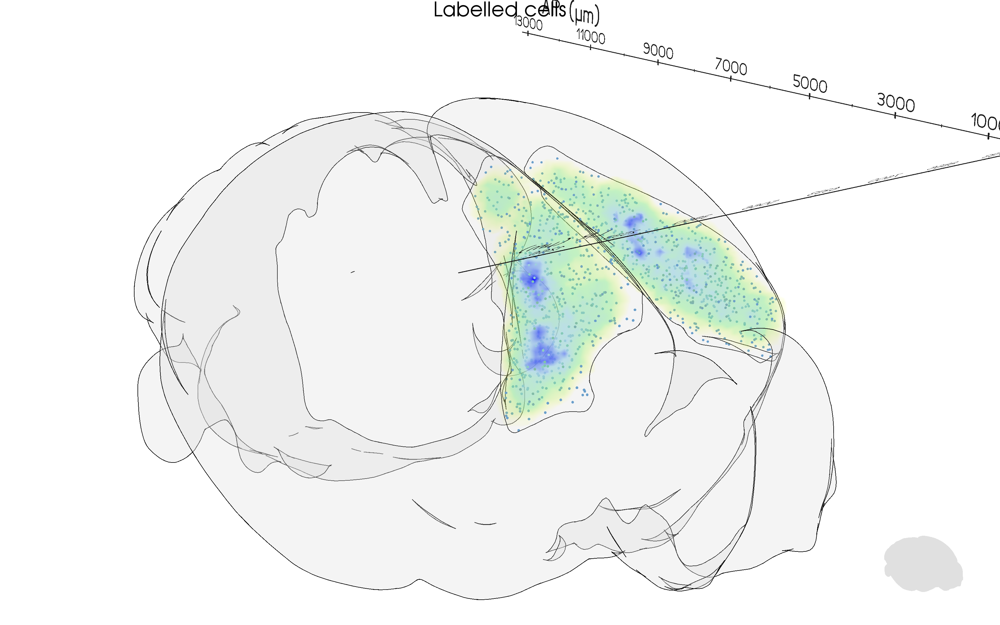 Render Volumetric Heatmaps On Top Of Brain Structures · Issue 107 · Brainglobe Brainrender · Github