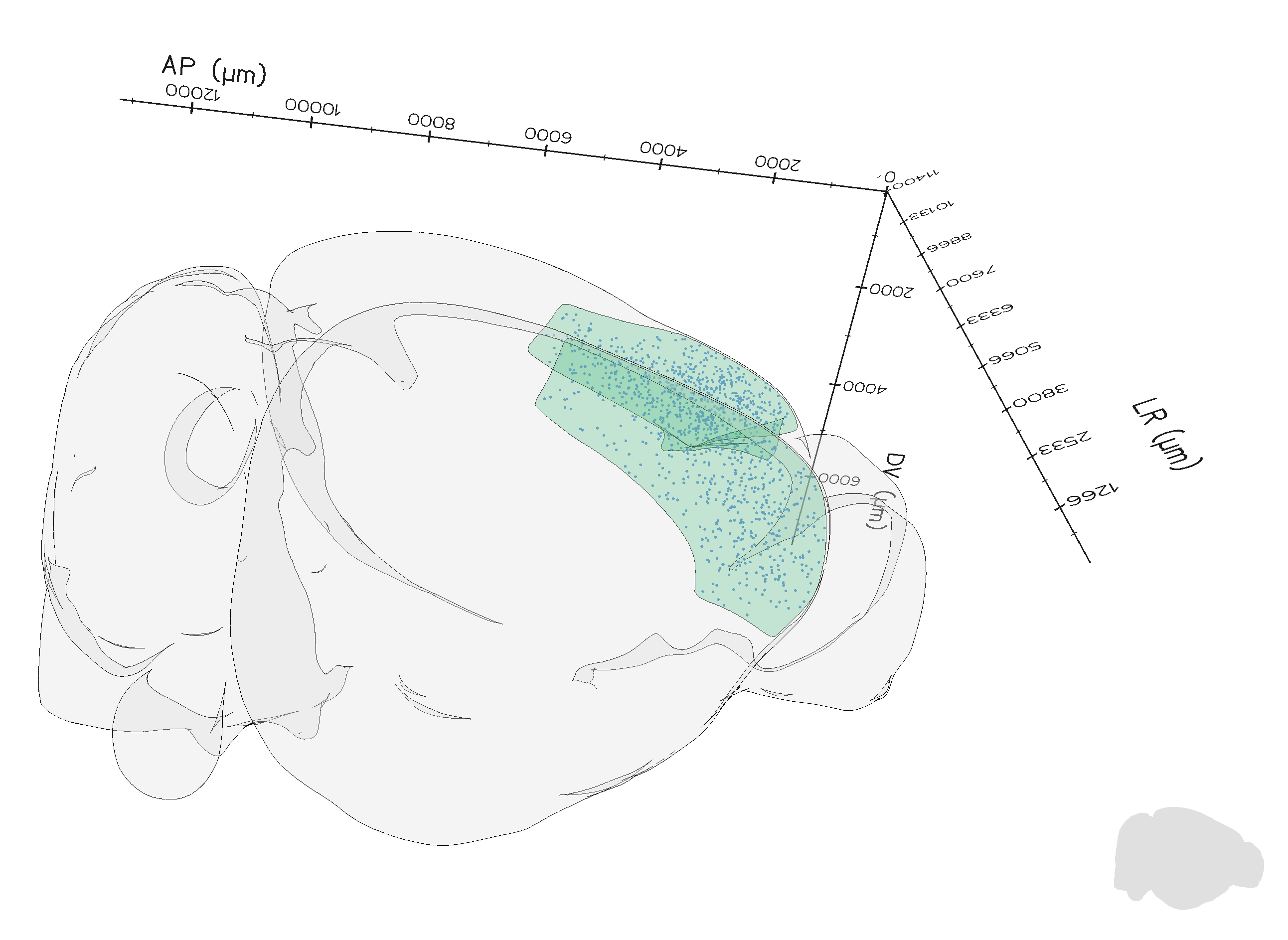 Loading .obj file in v2.0 · Issue #154 · brainglobe/brainrender · GitHub