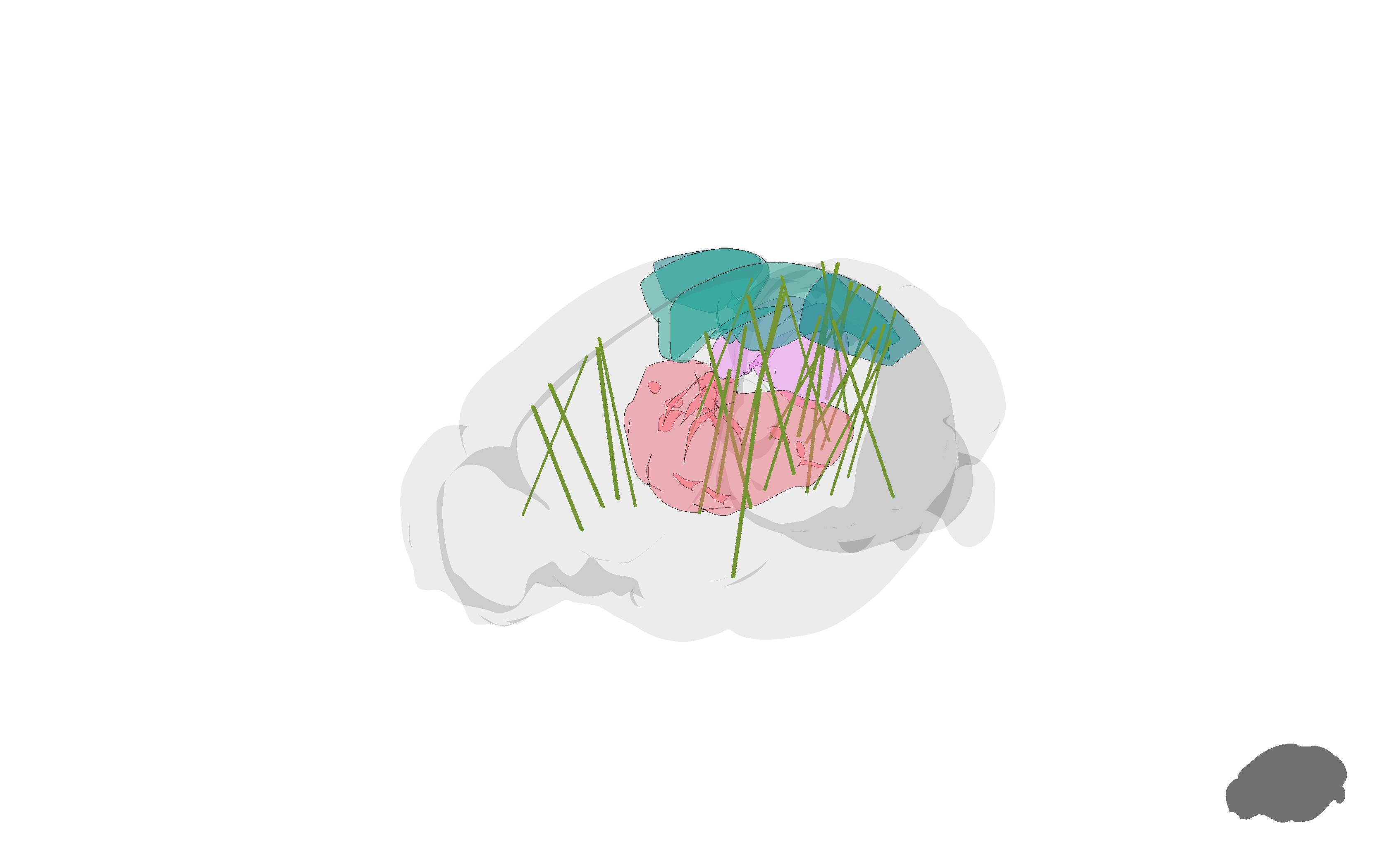 DOCs: add Steinmetz dataset example · Issue #92 · brainglobe/brainrender · GitHub