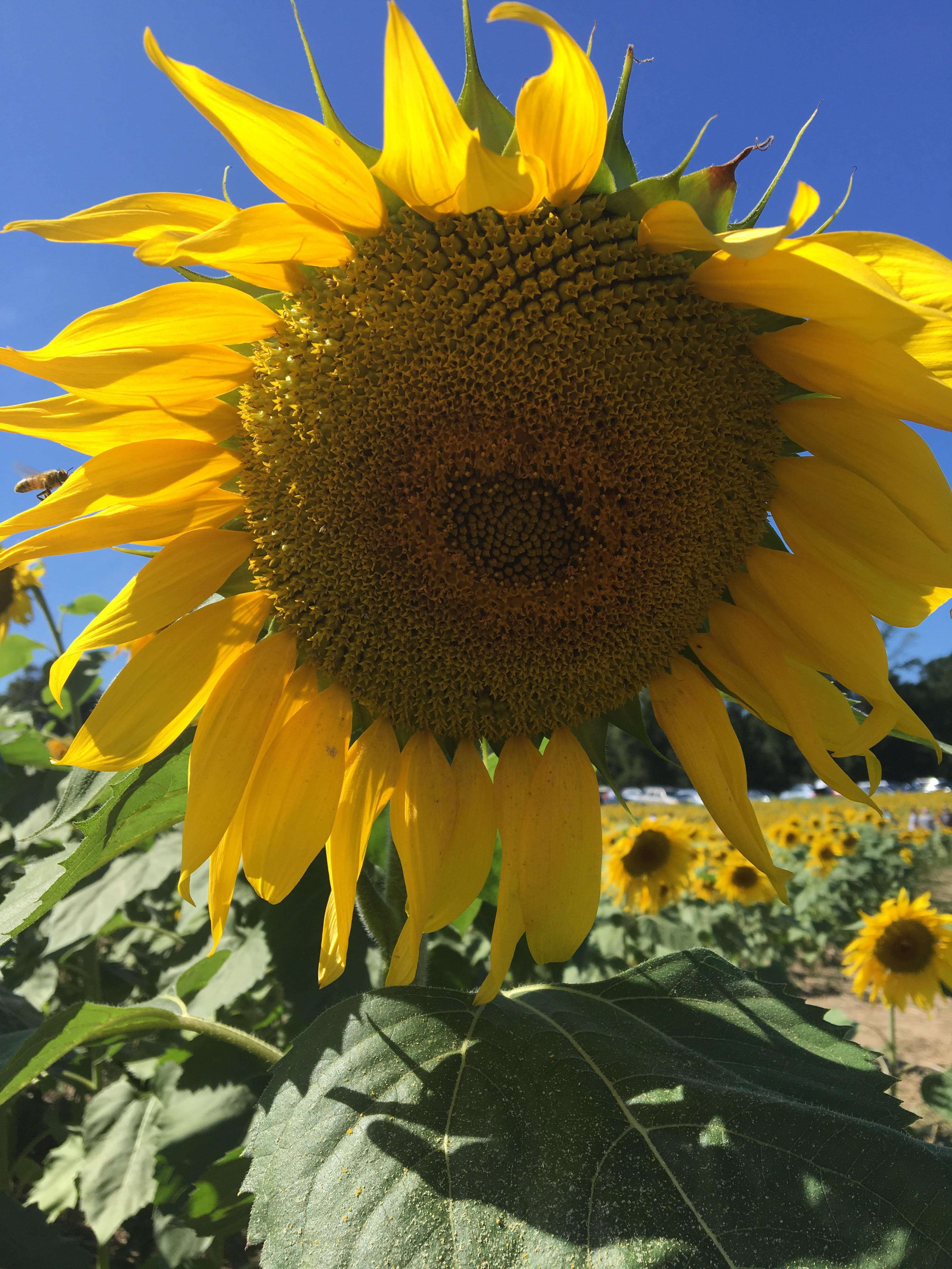 GitHub - Dandingo1/ng-portfolio: An Upgraded Portfolio using Angular