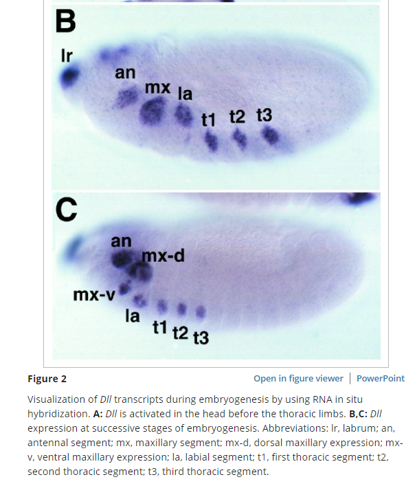 Imaginal disc information · Issue #11 · insect-morphology/old-aism · GitHub