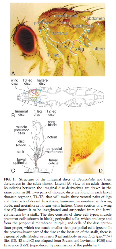 Imaginal disc information · Issue #11 · insect-morphology/old-aism · GitHub