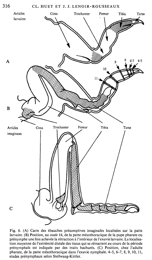 Imaginal disc information · Issue #11 · insect-morphology/old-aism · GitHub