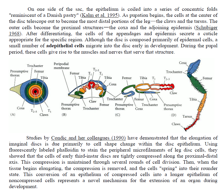 Imaginal disc information · Issue #11 · insect-morphology/old-aism · GitHub
