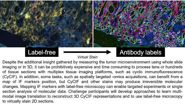GitHub - IAWG-CSBC-PSON/hack2022-03-virtual-if: Challenge 3: Virtual IF staining for 3D ...