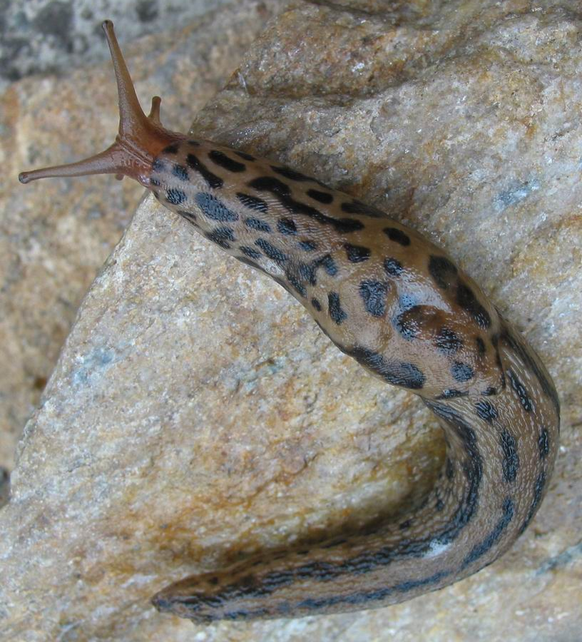 Image flipping transforms do not work as expected. · Issue #528 · dotnet/TorchSharp · GitHub