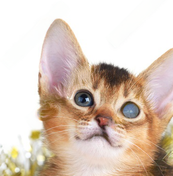 image paint · Issue #87 · fenglinglwb/MAT · GitHub