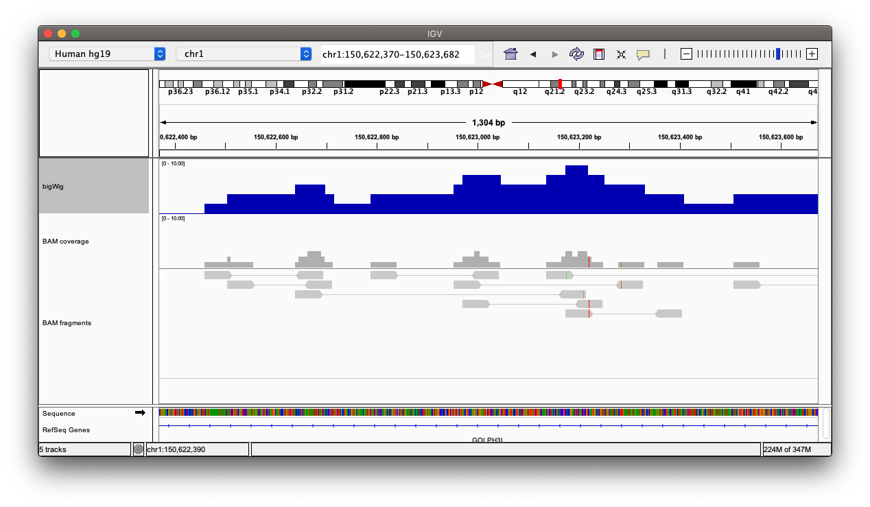 bamCoverage signal from paired-end ChIP-seq samples doesn't match number of fragments · Issue ...