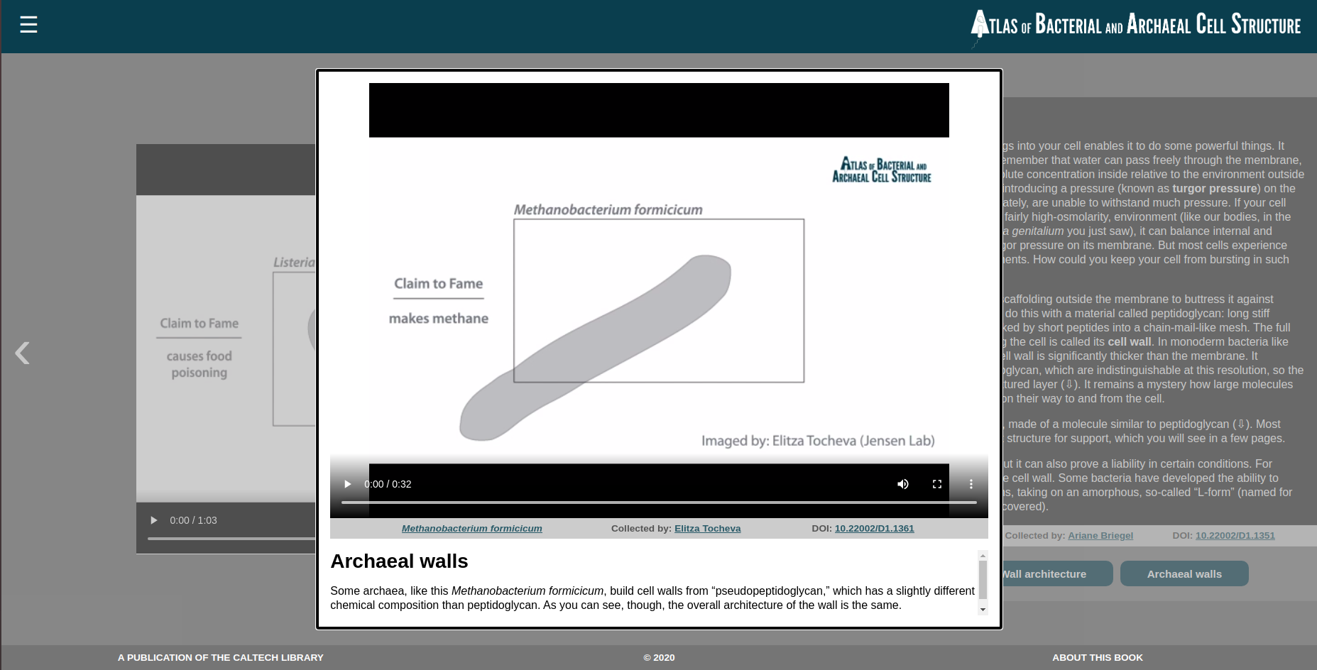 Offline/PWA Features · Issue #3 · caltechlibrary/cell-atlas · GitHub