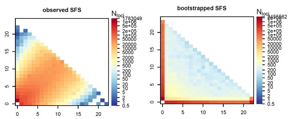 Bootstrapping multi-/2D-SFS bug or not yet supported? · Issue #130 ...
