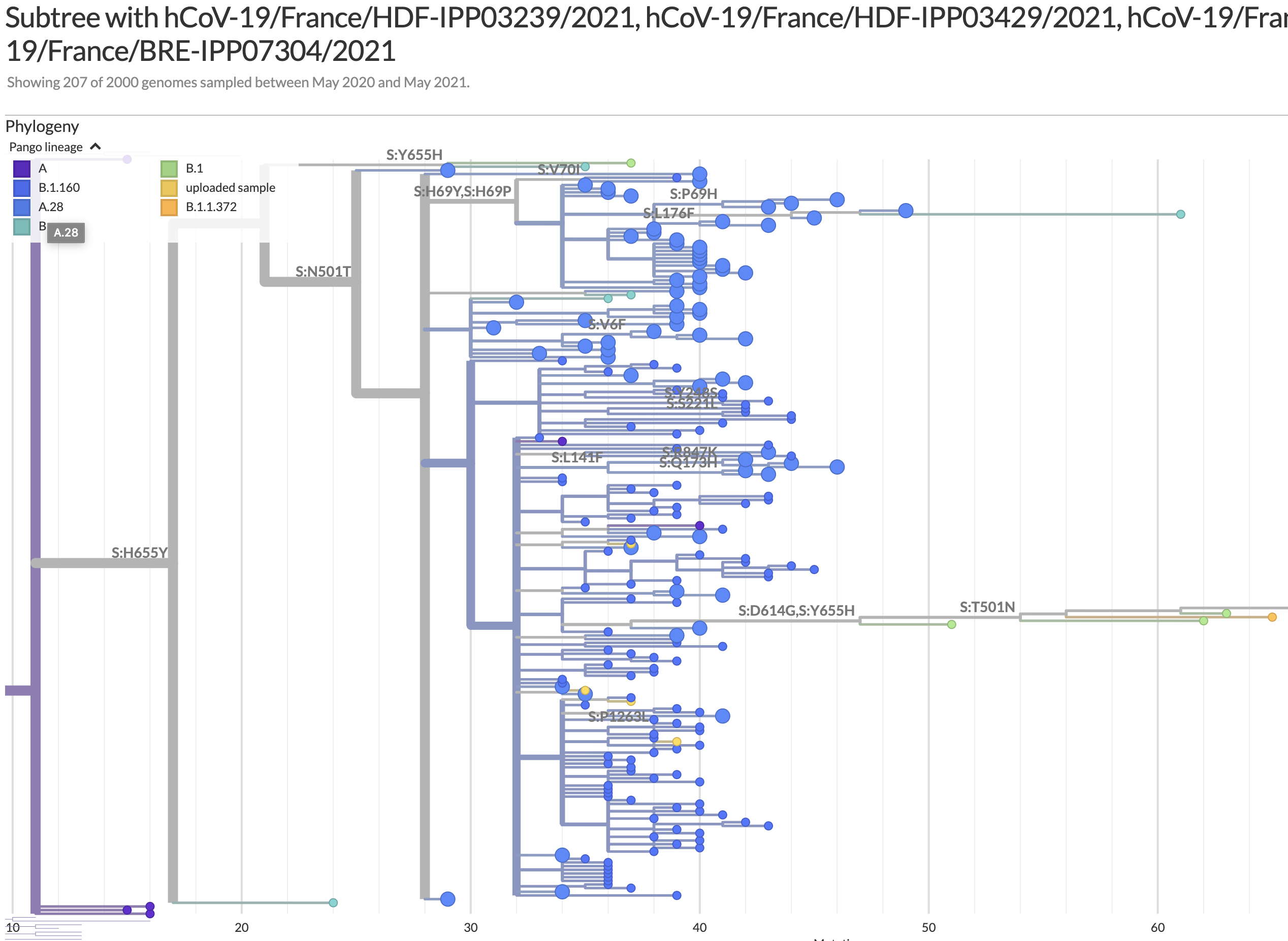 Issue in asignment of A.28 sequences in v2.4.2 · Issue #189 · cov-lineages/pangolin · GitHub