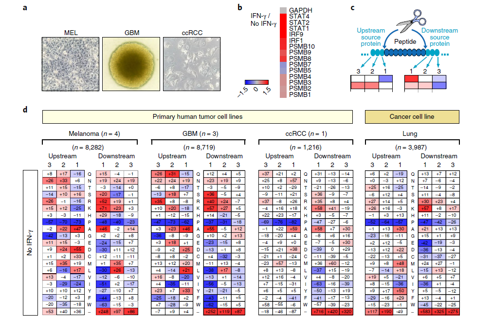 down/up- stream amino acids · Issue #394 · CompOmics/peptide-shaker · GitHub