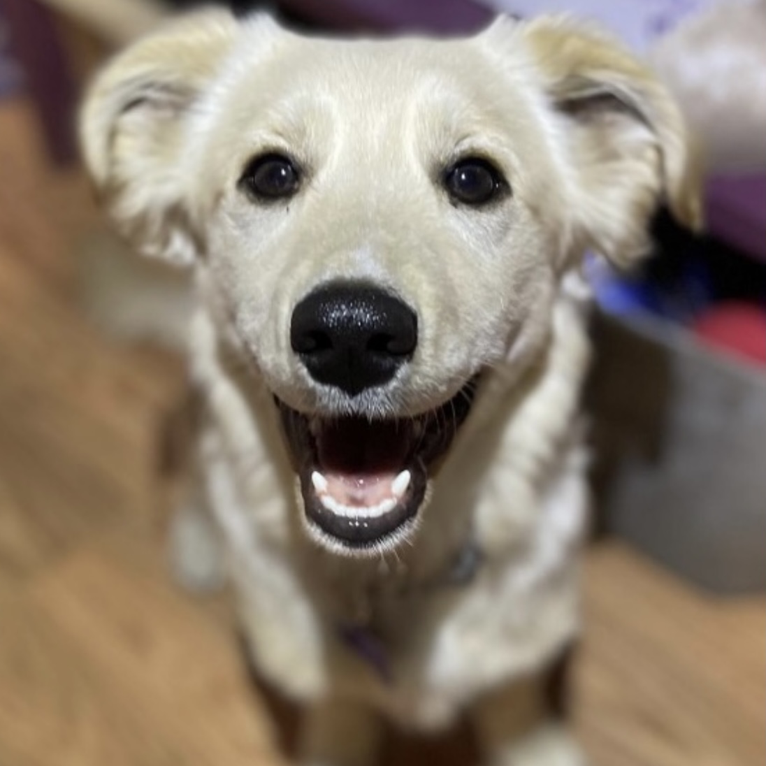 GitHub - luciaharley/pytorch-dog-classifier: Mixed-breed dog classifier using Pytorch.