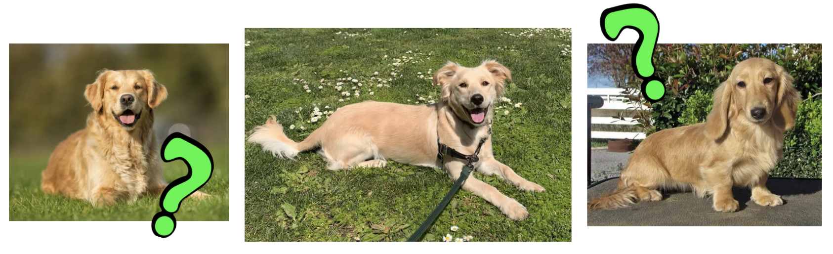 GitHub - luciaharley/pytorch-dog-classifier: Mixed-breed dog classifier using Pytorch.