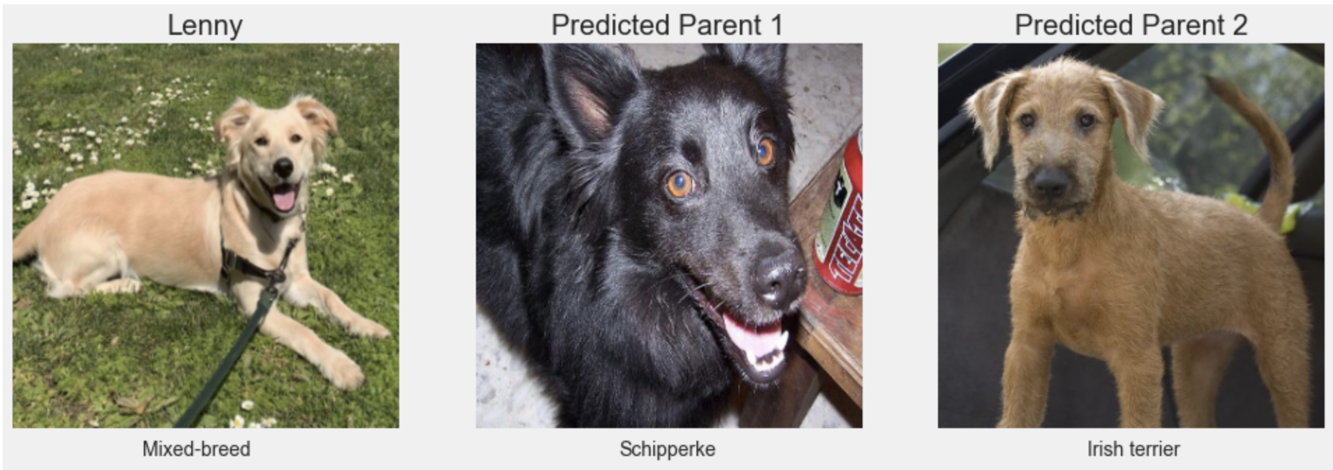 GitHub - luciaharley/pytorch-dog-classifier: Mixed-breed dog classifier ...