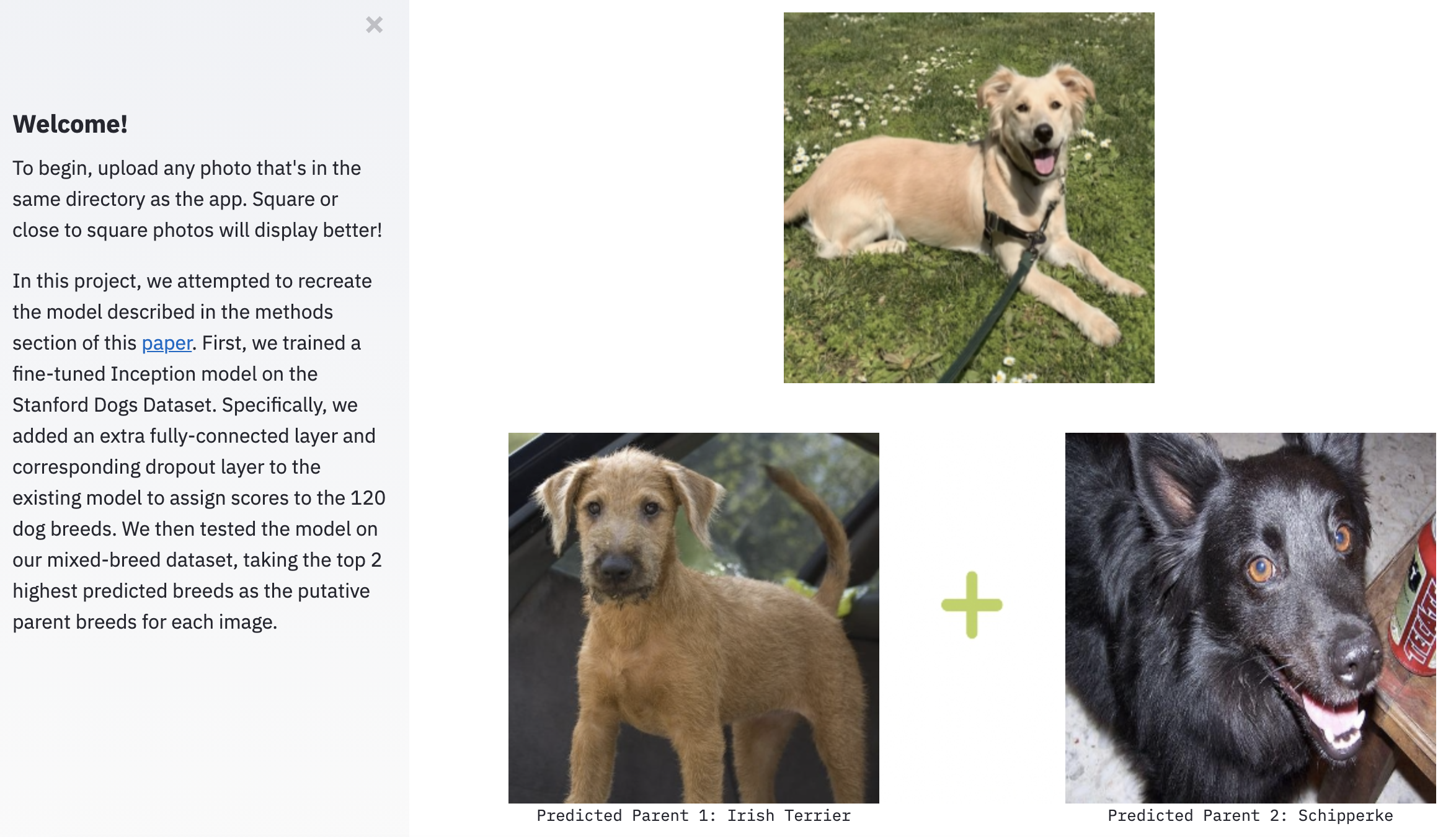 GitHub - luciaharley/pytorch-dog-classifier: Mixed-breed dog classifier ...