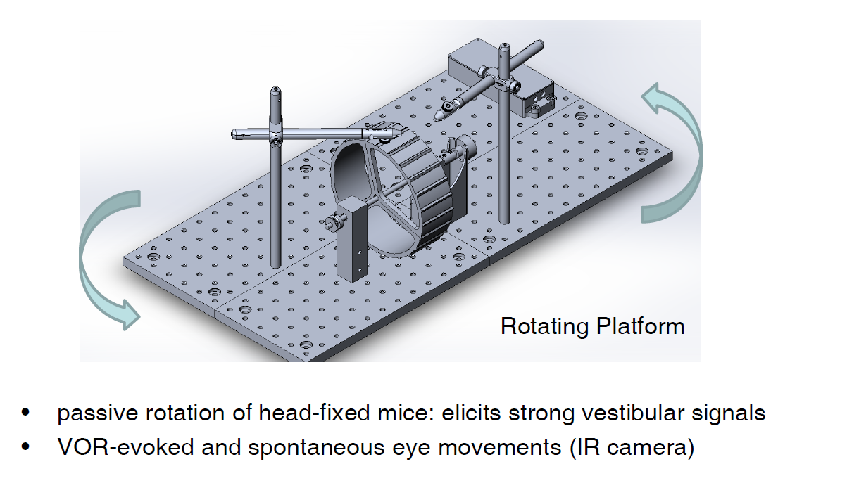 GitHub - vandermeerlab/HD-system-brainstem: Code for analyzing data from recordings in mouse ...