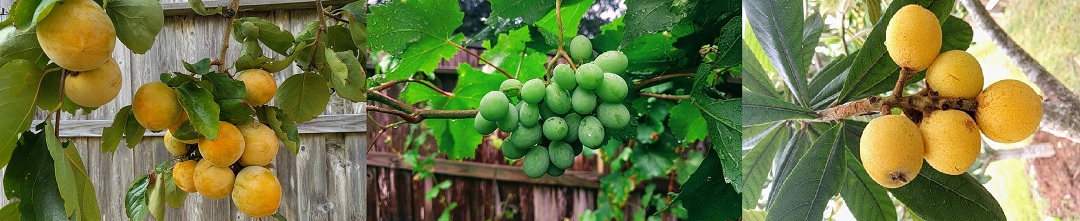 GitHub - wdmhouston/capstone_project_fruit_prediction: Springboard ...