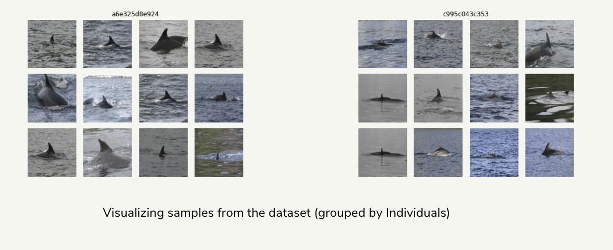 GitHub - namrata-kundu/COSC_490_Project: Happywhale - Whale and Dolphin ...