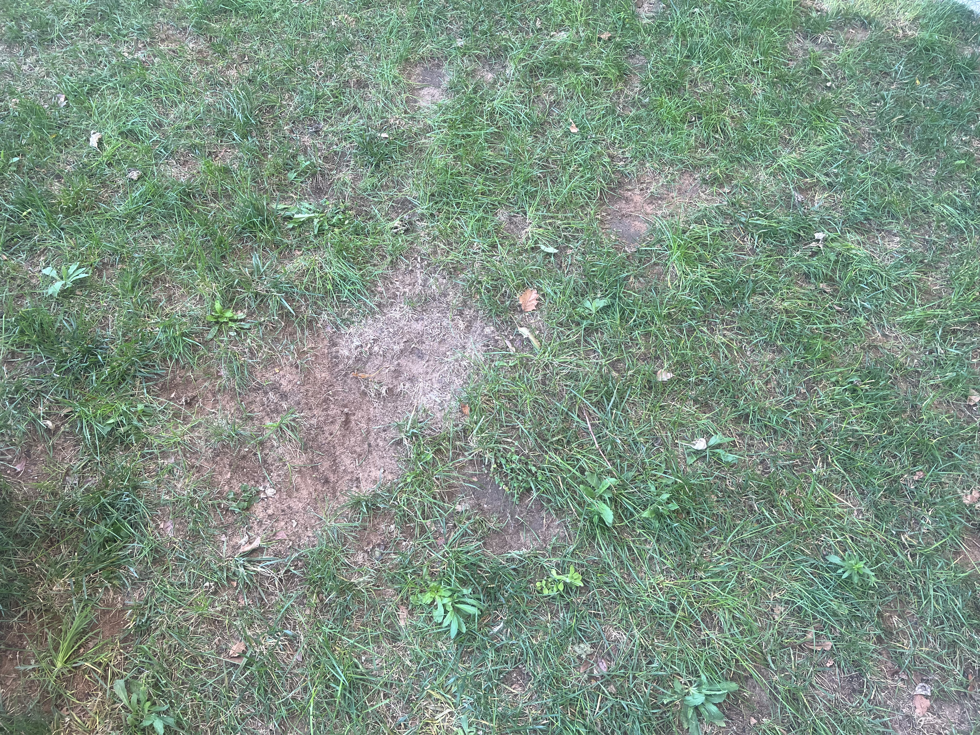 Chore: Front Lawn Patchy -> Plant New Grass Plugs 🌱 · Issue #254 · dwyl ...