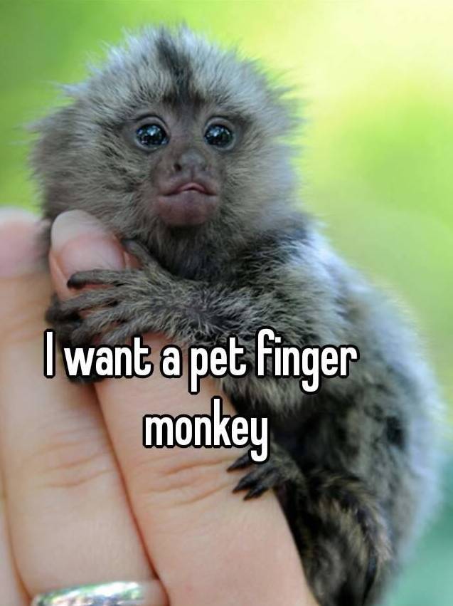 i want a text-box saying "success" to pop up, when data has been added ...