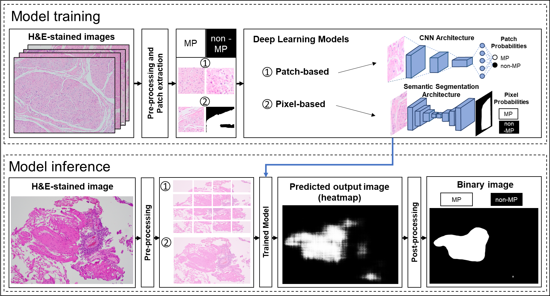 GitHub - rit-cui-lab/Deep-learning-for-histopathological-segmentation-of-smooth-muscle-in-the ...