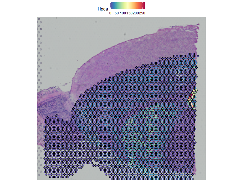 crop = FALSE not functioning correctly for SpatialFeaturePlot etc ...