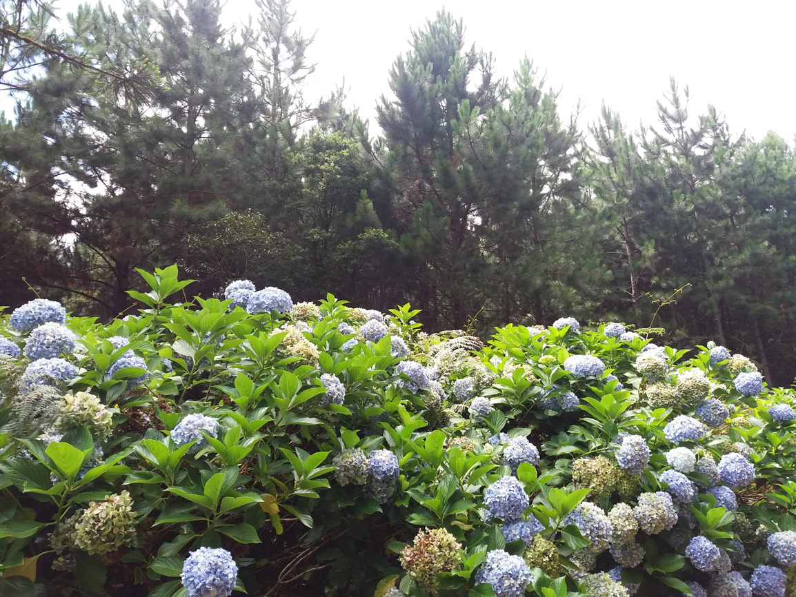 GitHub - billyhansen6/Invasive-Species-Detection-in-Plant-Images---A-Deep-Learning-Project