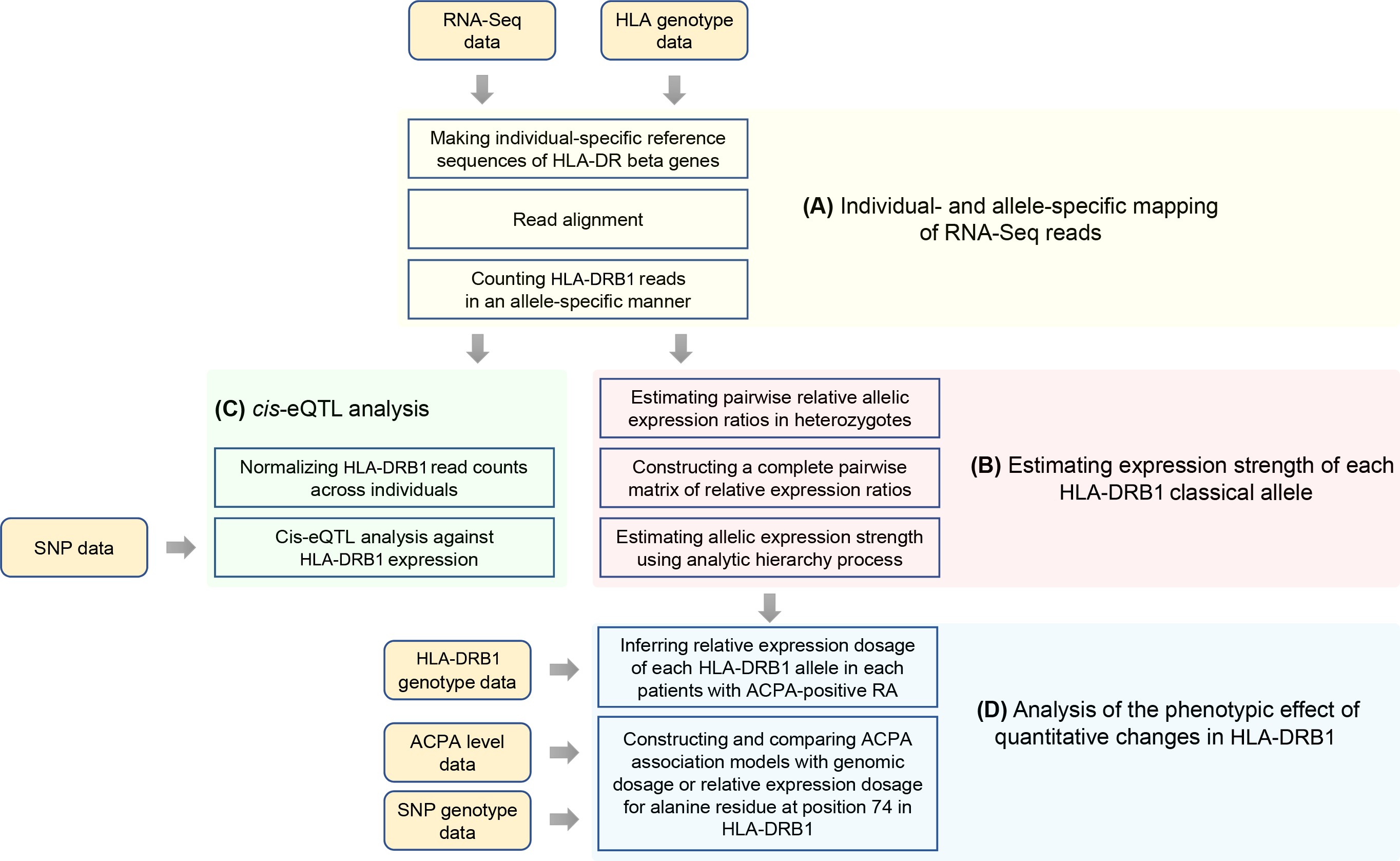 GitHub - KimLabKHU/HLA_DRB1-ASE: Used scripts for paper "Allele‐Specific Quantification of HLA ...