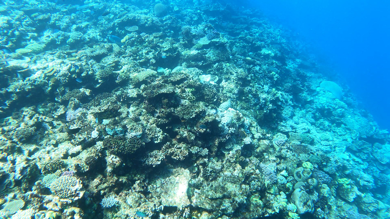 GitHub - ShiyueChen/Kaggle-TensorFlow---Help-Protect-the-Great-Barrier-Reef: use tf2 and yolox ...